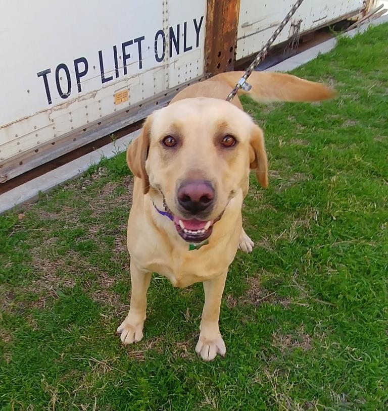 Lone Star Labrador Retriever Rescue Available Dogs