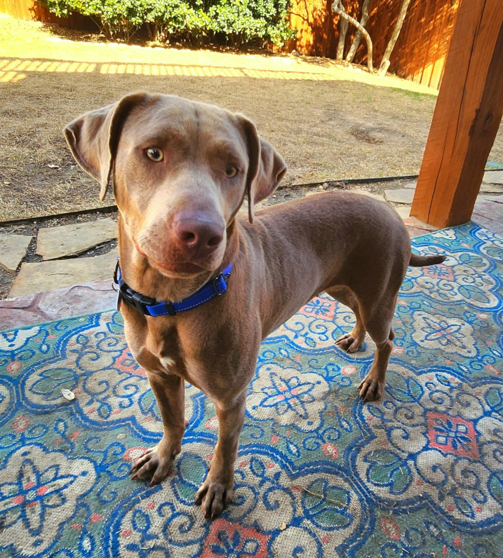 Lone Star Labrador Retriever Rescue Available Dogs