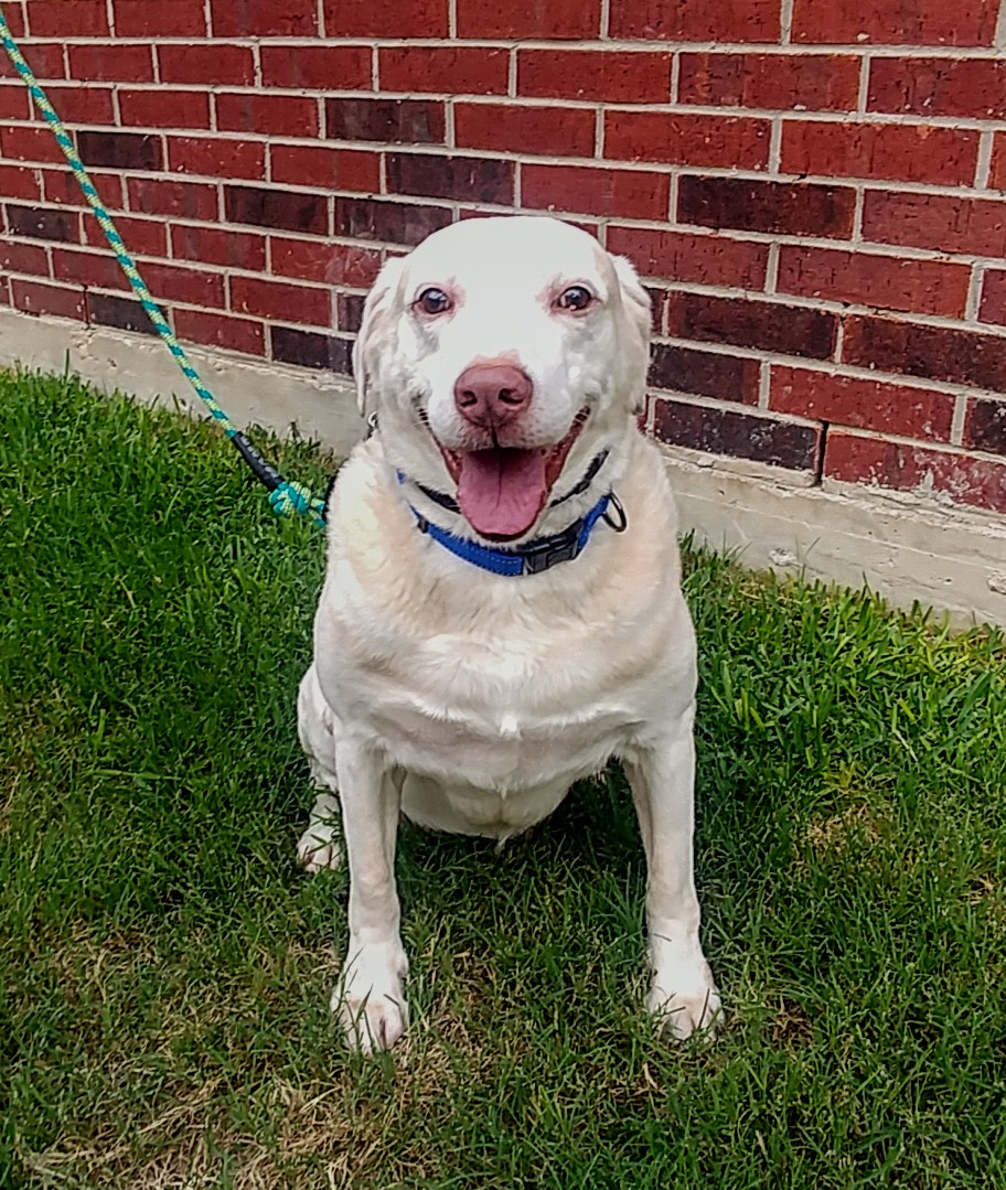 Lone Star Labrador Retriever Rescue