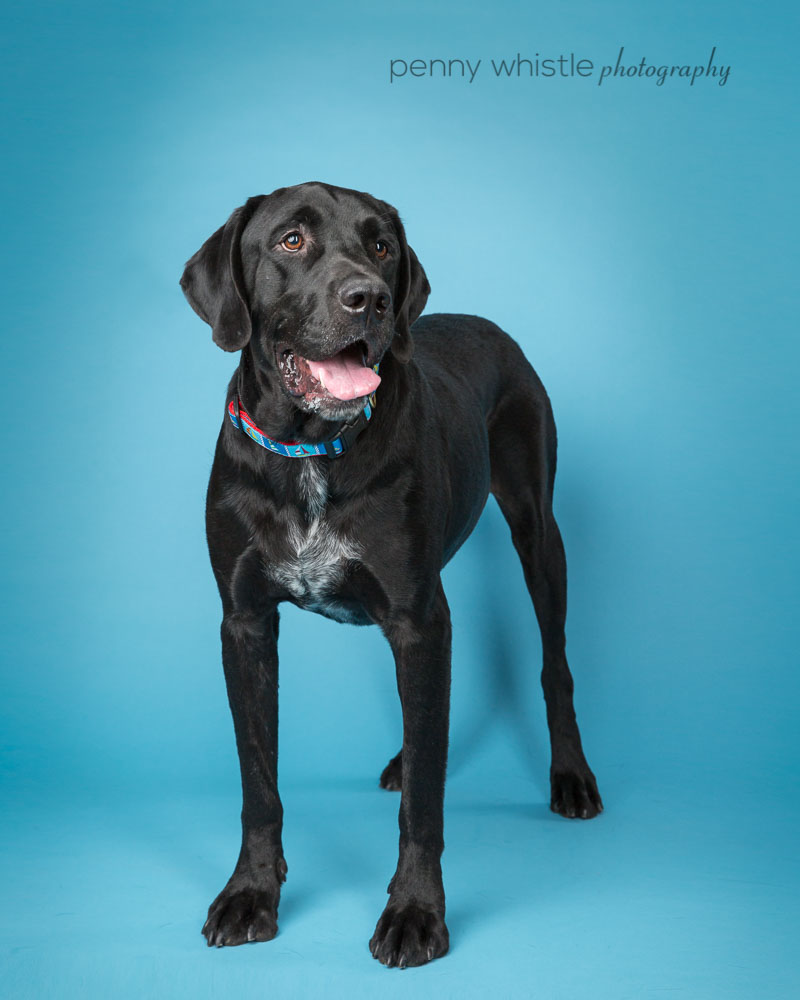 Lone Star Labrador Retriever Rescue
