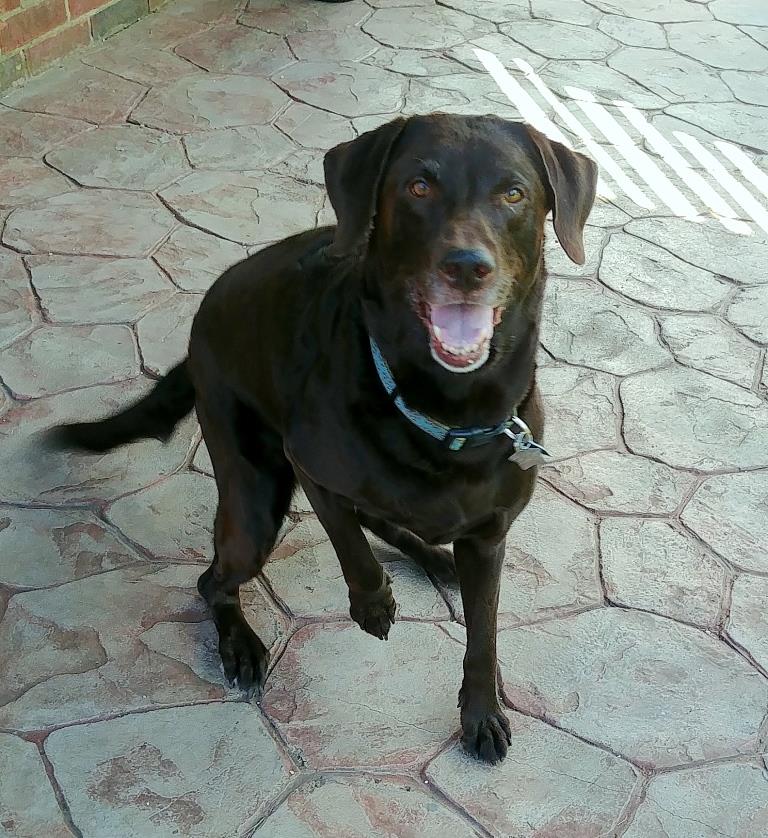 Lone Star Labrador Retriever Rescue Available Dogs