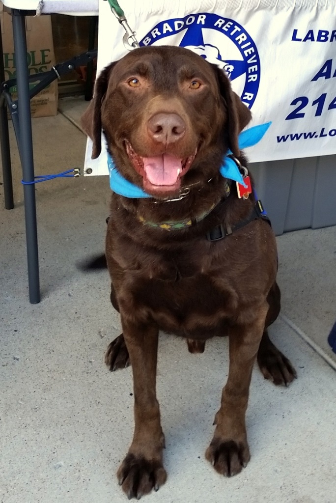 Lone Star Labrador Retriever Rescue Available Dogs