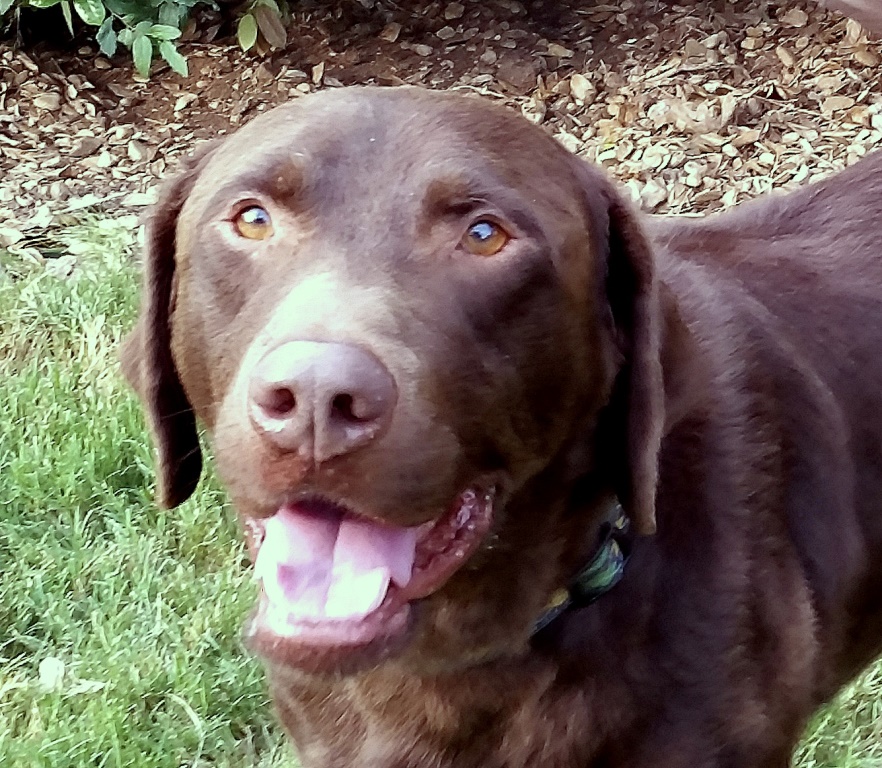 Lone Star Labrador Retriever Rescue Available Dogs