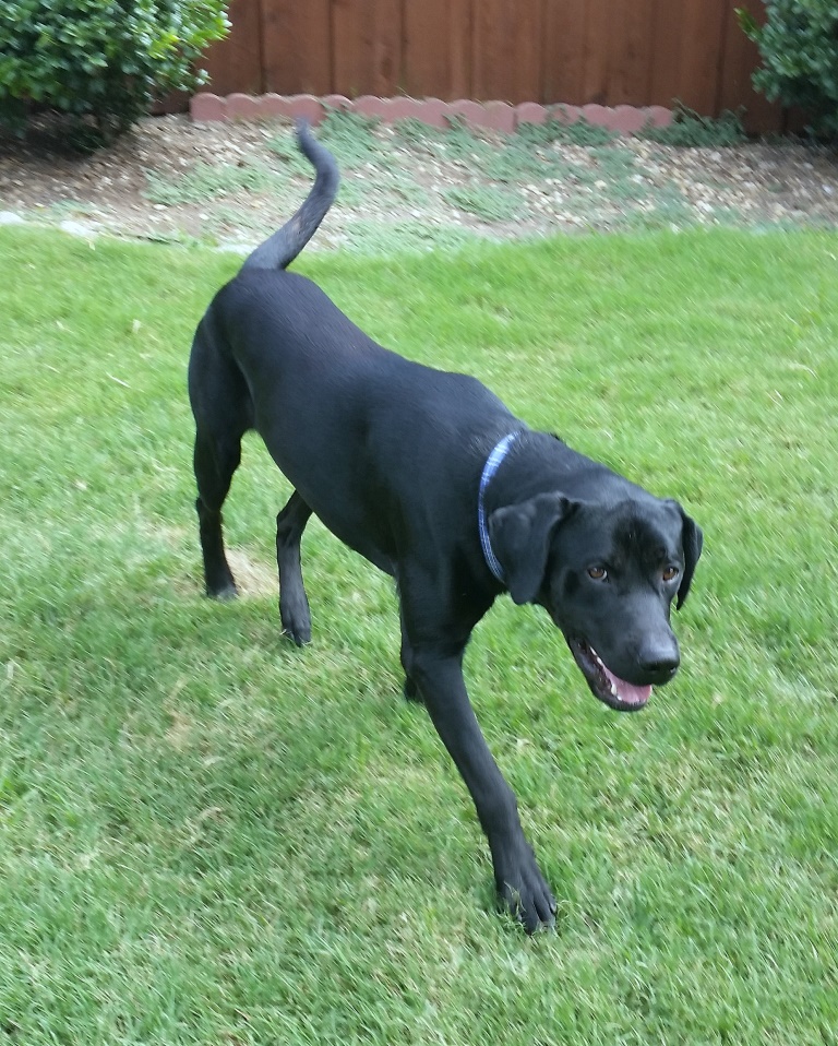Lone Star Labrador Retriever Rescue Available Dogs