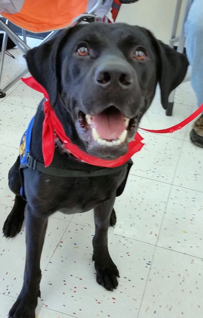 Lone Star Labrador Retriever Rescue Available Dogs