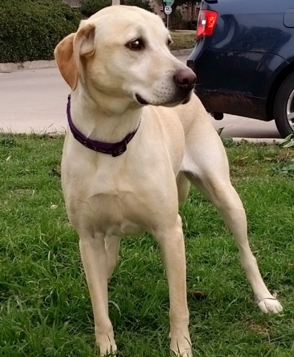 Lone Star Labrador Retriever Rescue Available Dogs