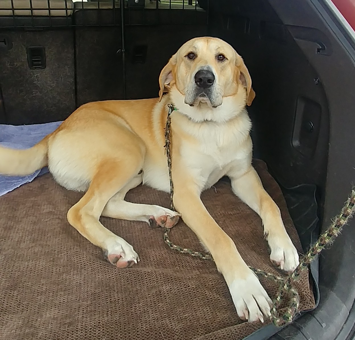 Lone Star Labrador Retriever Rescue