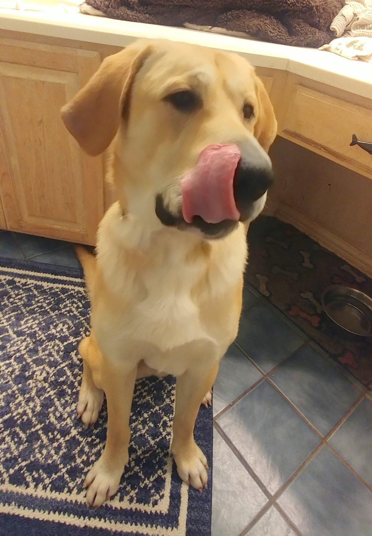 Lone Star Labrador Retriever Rescue