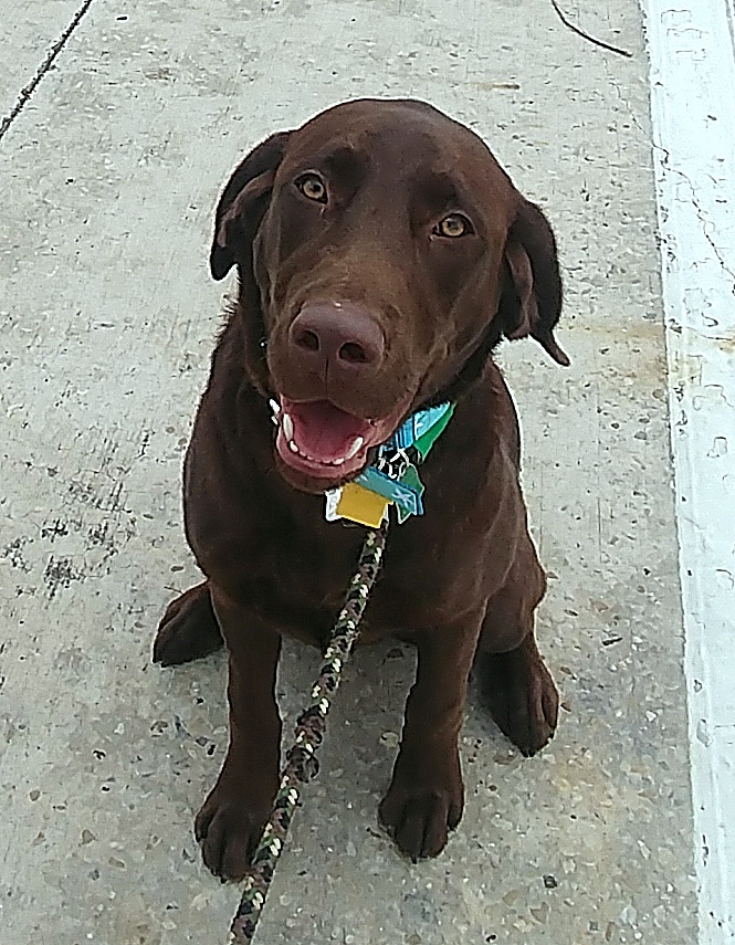 Lone Star Labrador Retriever Rescue Available Dogs