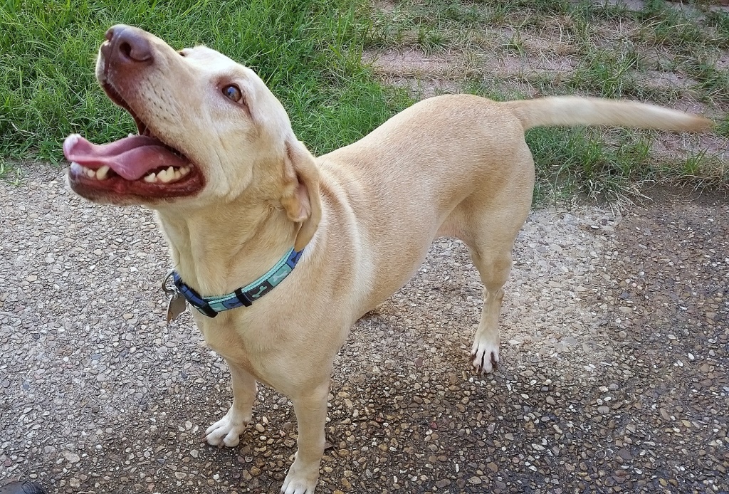 Lone Star Labrador Retriever Rescue Available Dogs