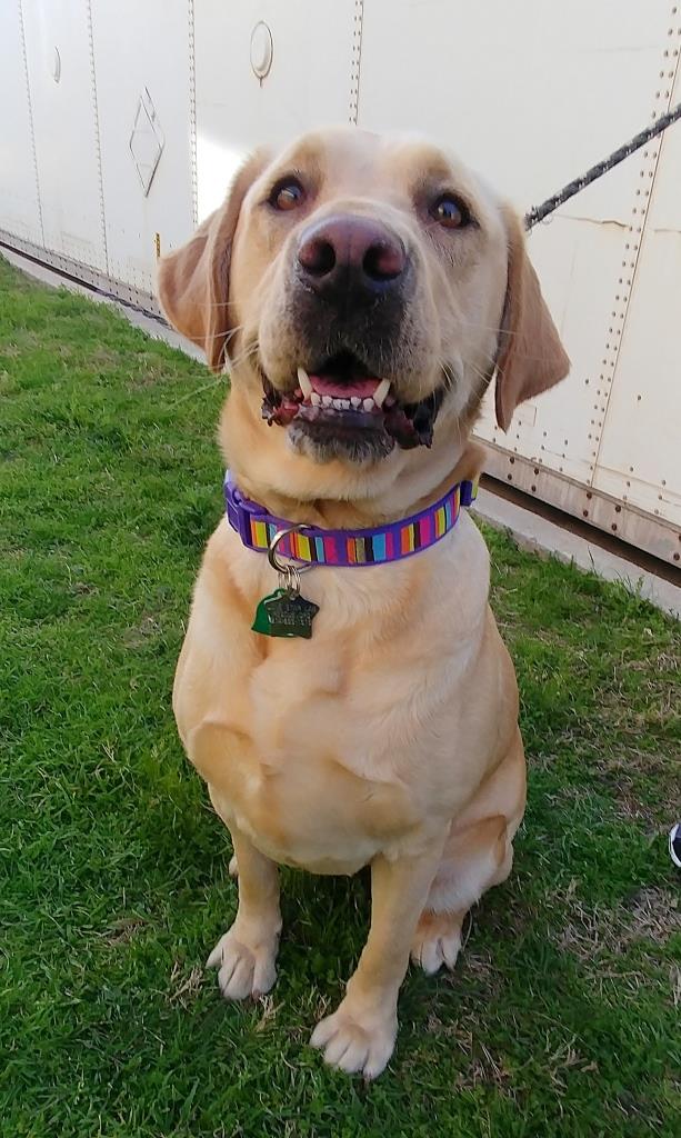 Lone Star Labrador Retriever Rescue Available Dogs