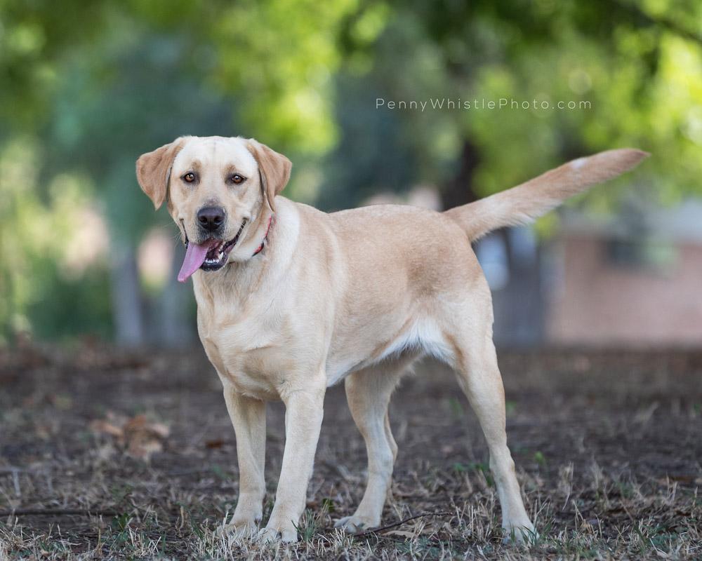 Lone Star Labrador Retriever Rescue Available Dogs