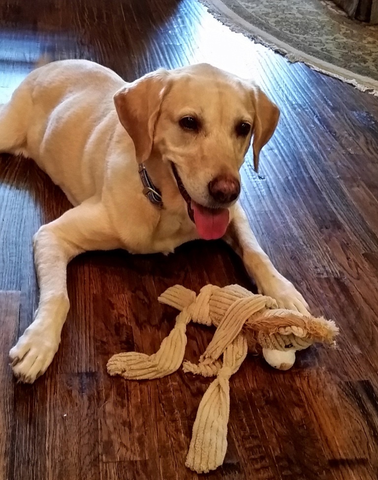 Lone Star Labrador Retriever Rescue Available Dogs