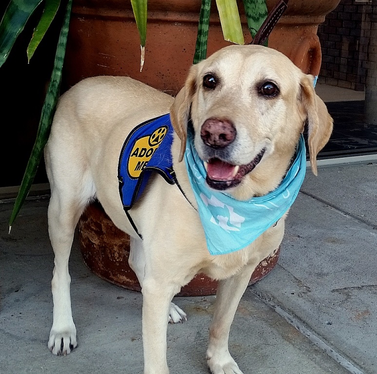 Lone Star Labrador Retriever Rescue Available Dogs