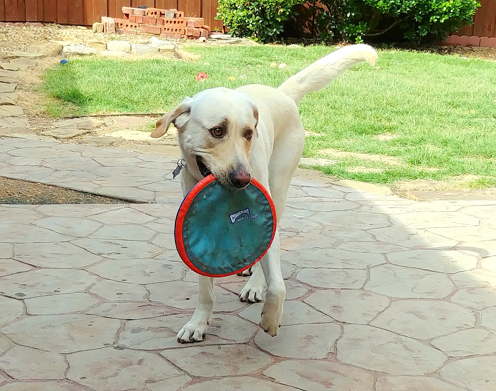 Lone Star Labrador Retriever Rescue Available Dogs