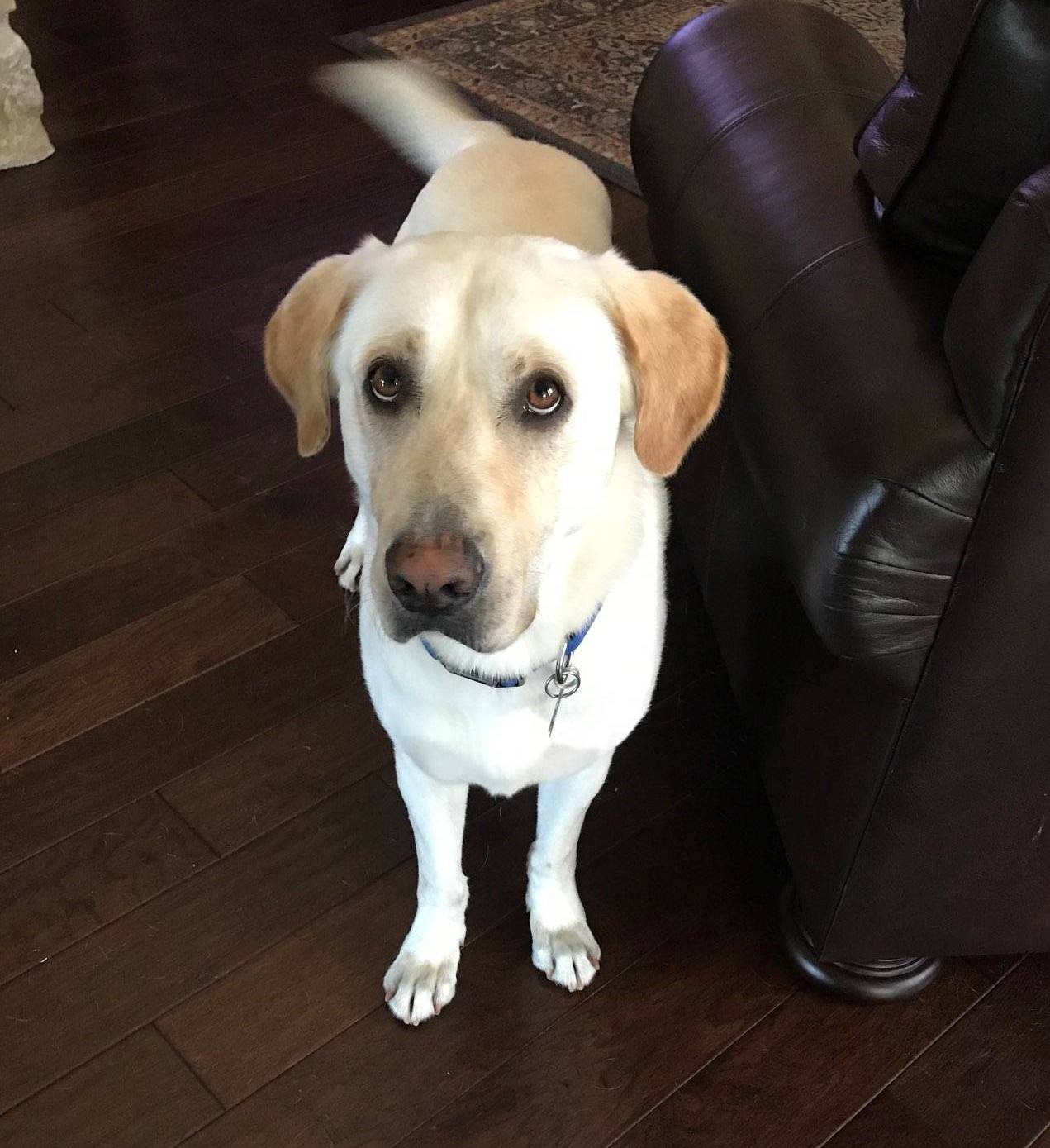 Lone Star Labrador Retriever Rescue Available Dogs