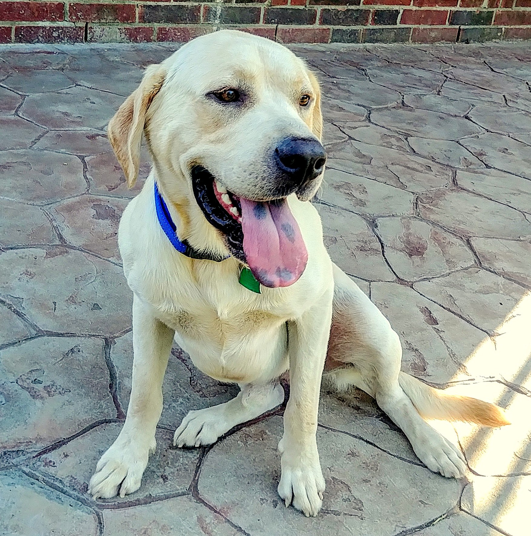 Lone Star Labrador Retriever Rescue Available Dogs