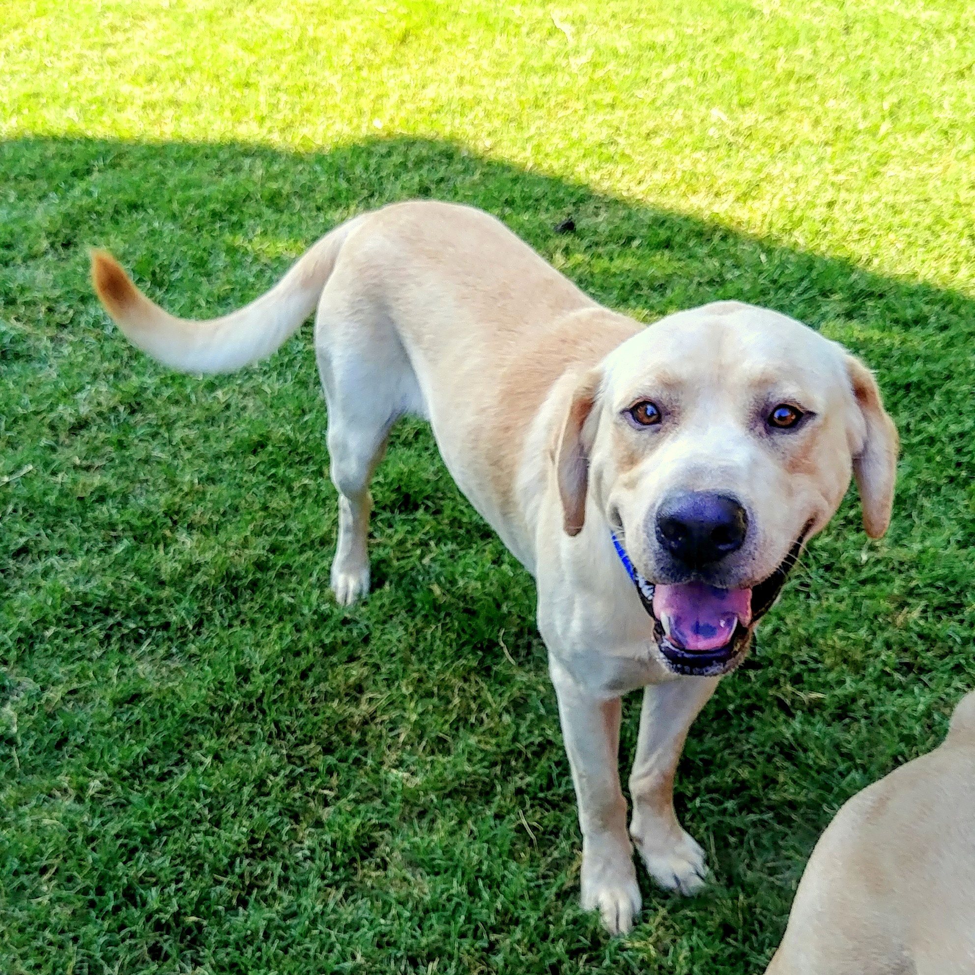 Lone Star Labrador Retriever Rescue Available Dogs