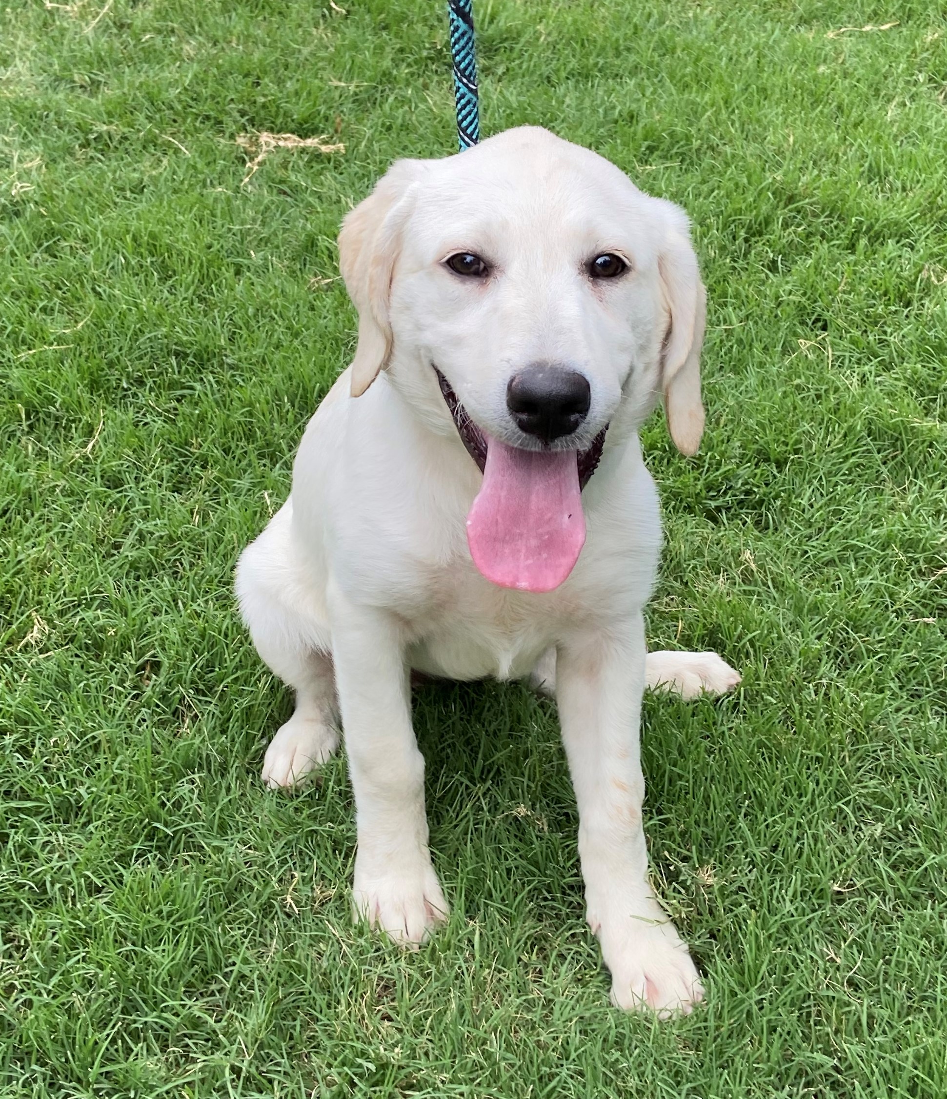 Lone Star Labrador Retriever Rescue Available Dogs