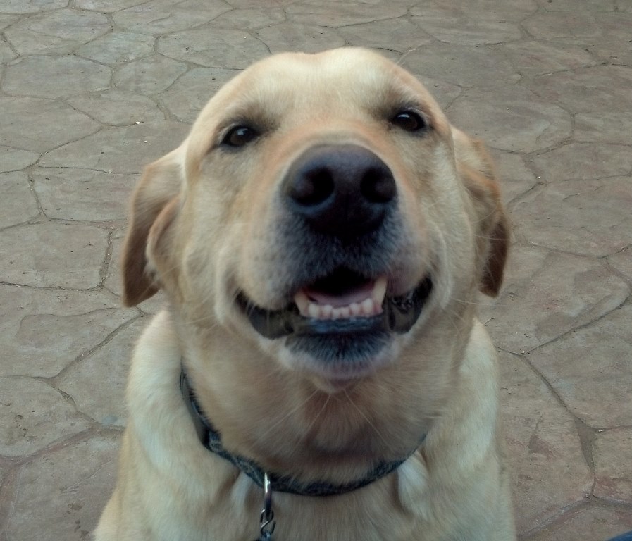 Lone Star Labrador Retriever Rescue