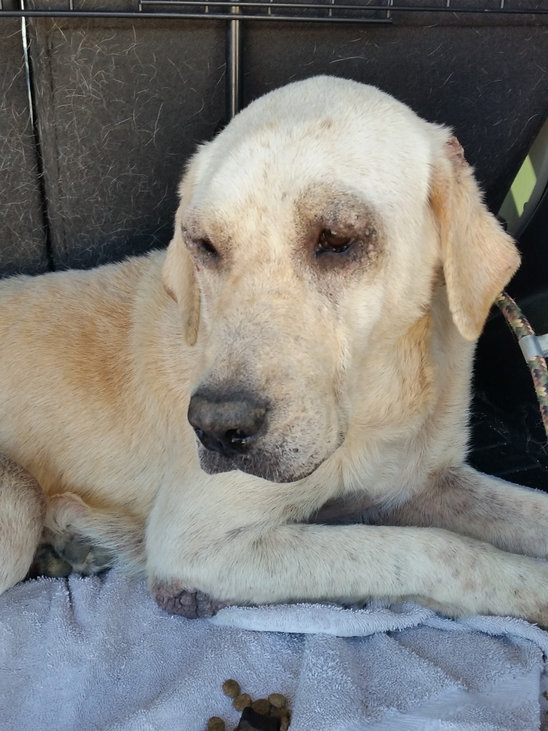 Lone Star Labrador Retriever Rescue
