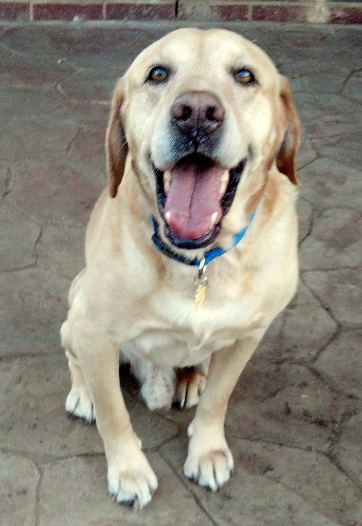 Lone Star Labrador Retriever Rescue