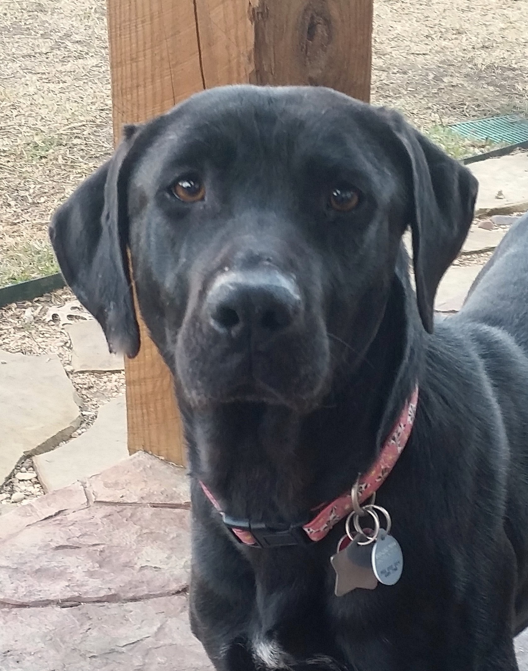 Lone Star Labrador Retriever Rescue