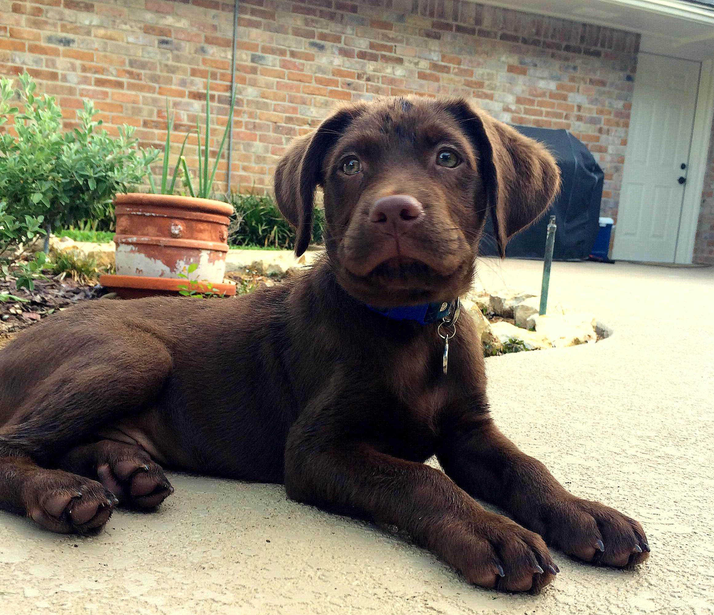 Lone Star Labrador Retriever Rescue Available Dogs