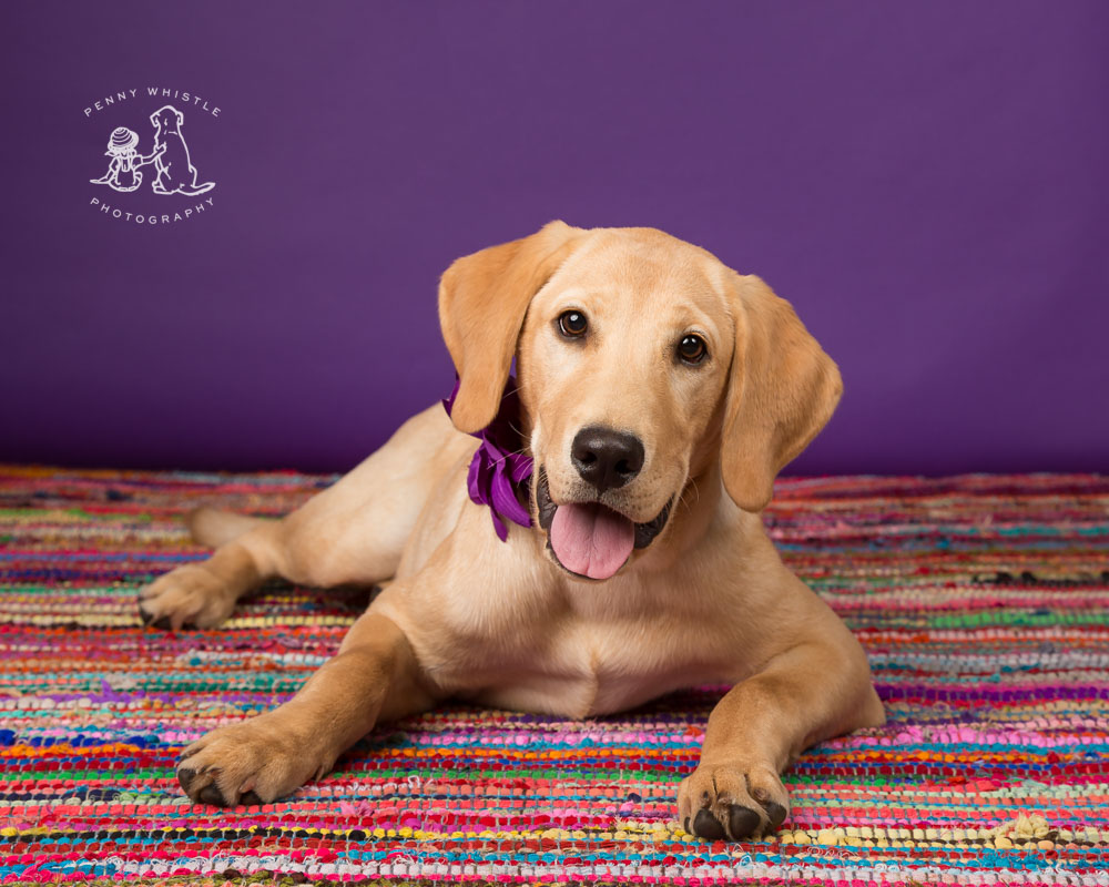 Lone Star Labrador Retriever Rescue Available Dogs