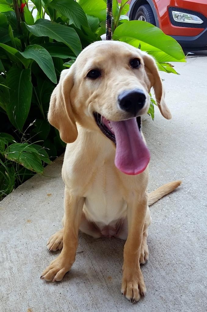 Lone Star Labrador Retriever Rescue Available Dogs