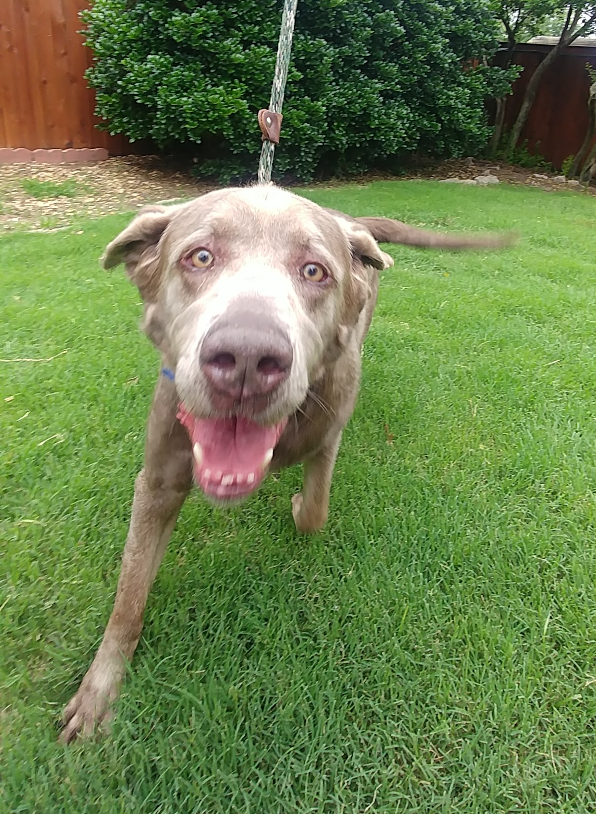 Lone Star Labrador Retriever Rescue
