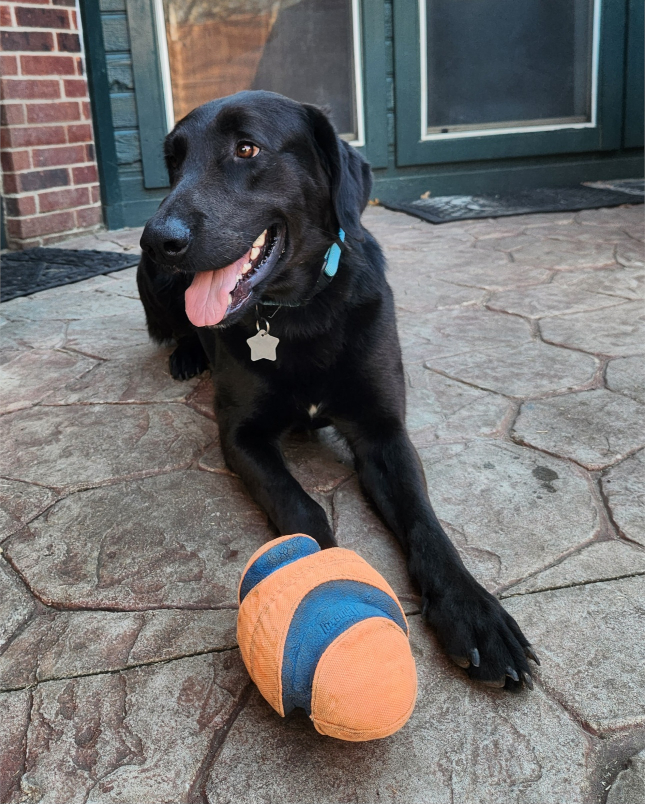Lone Star Labrador Retriever Rescue Available Dogs