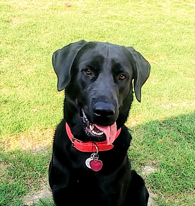 Lone Star Labrador Retriever Rescue Available Dogs