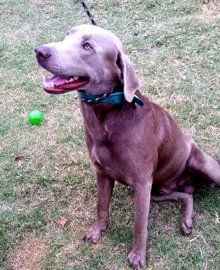 Lone Star Labrador Retriever Rescue