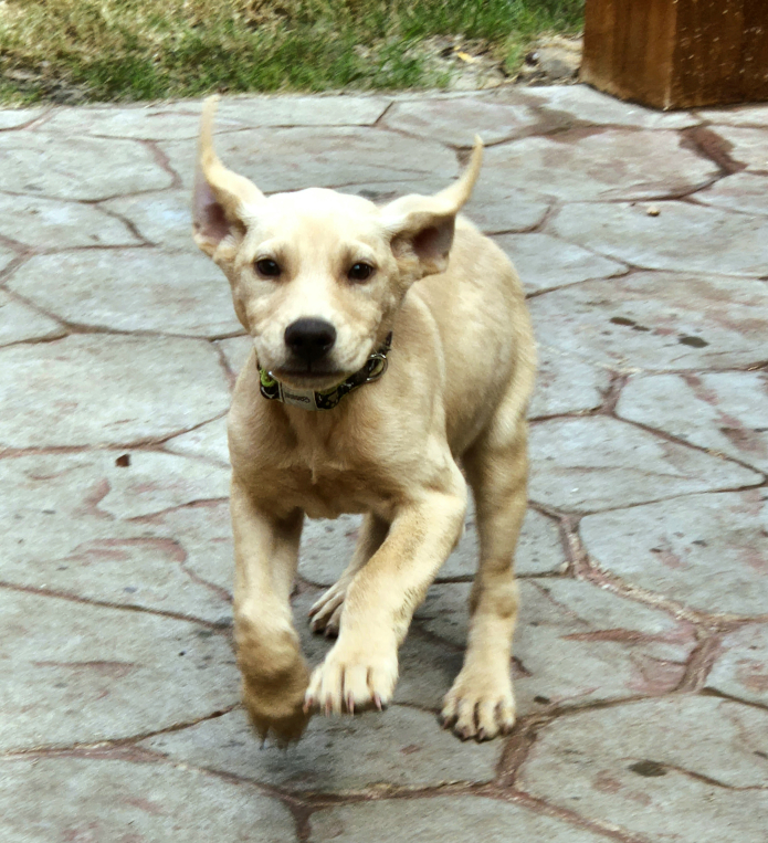 Lone Star Labrador Retriever Rescue Available Dogs