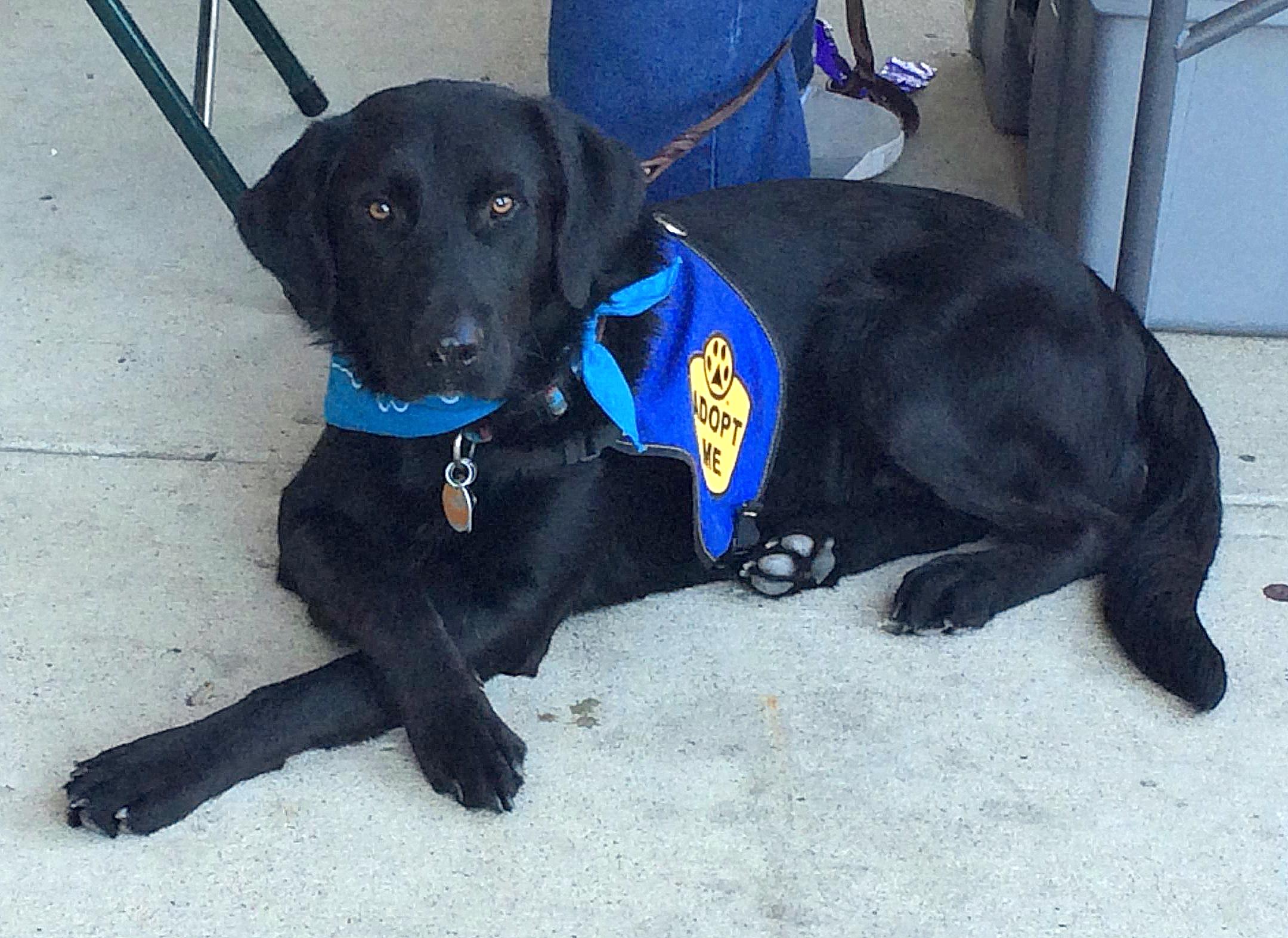 Lone Star Labrador Retriever Rescue Available Dogs