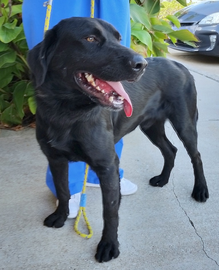 Lone Star Labrador Retriever Rescue Available Dogs