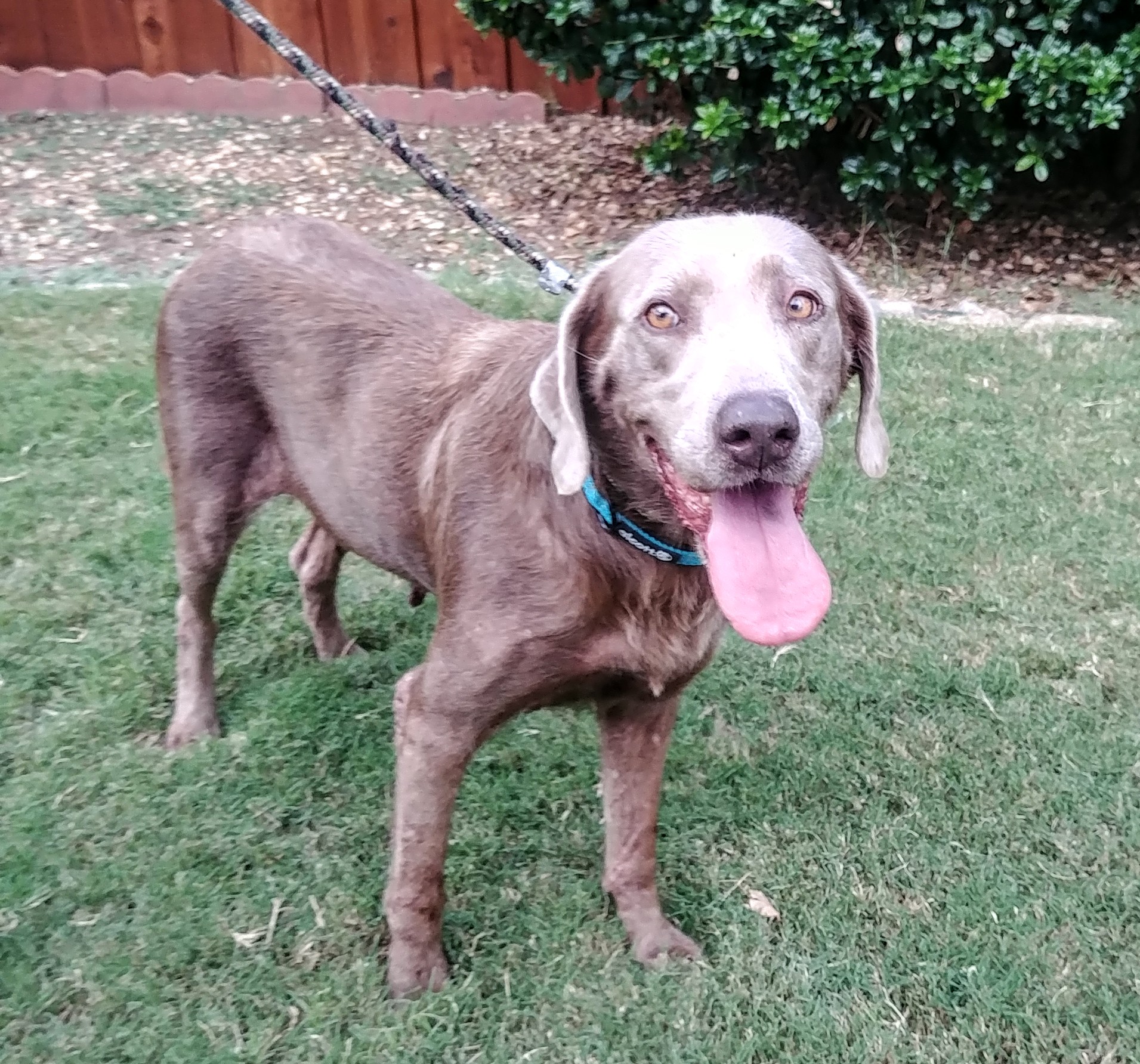 Lone Star Labrador Retriever Rescue