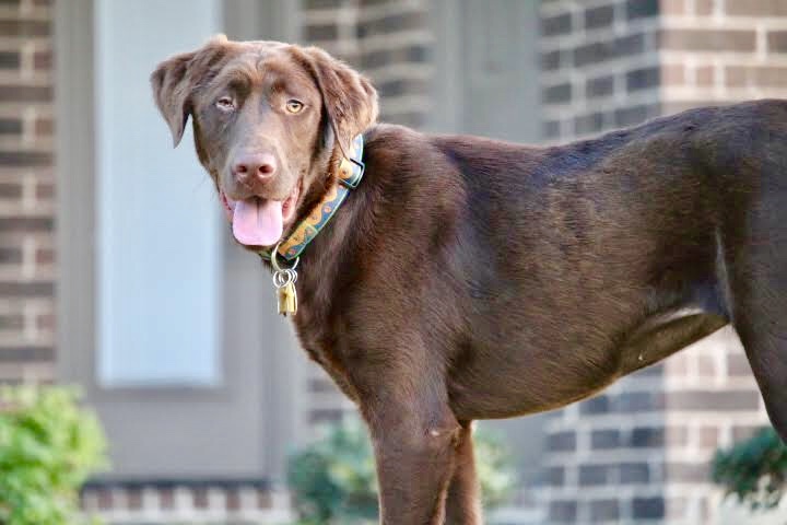 Lone Star Labrador Retriever Rescue