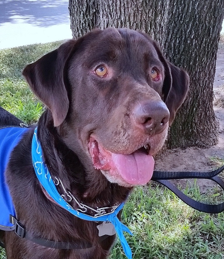 Lone Star Labrador Retriever Rescue Available Dogs
