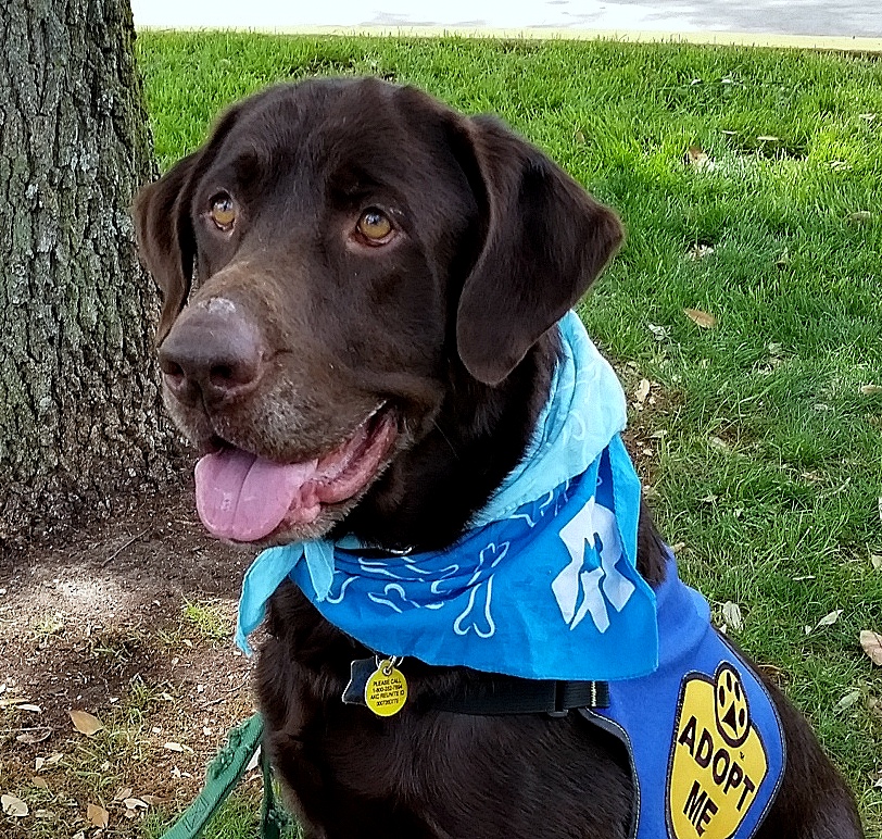 Lone Star Labrador Retriever Rescue