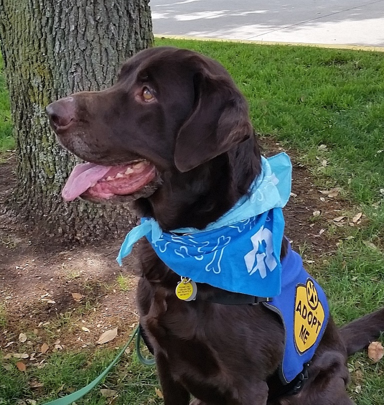 Lone Star Labrador Retriever Rescue Available Dogs